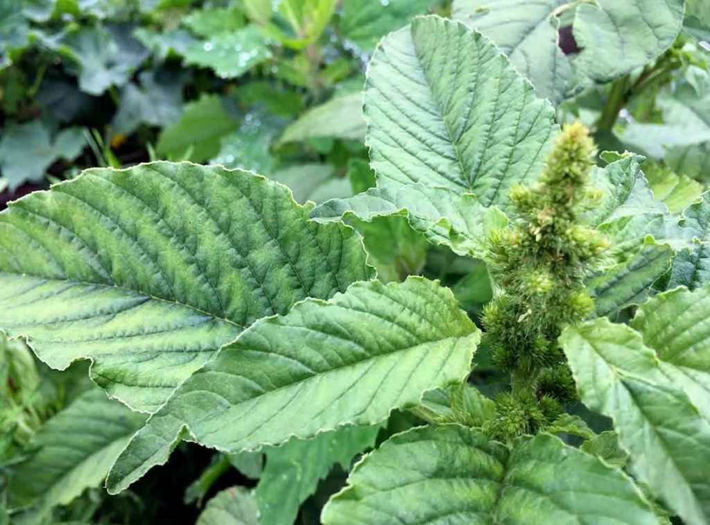 ¿Cuál es el origen de la expresión «me importa un bledo»?