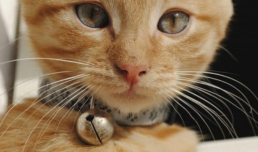 ¿Cuál es el origen de la expresión «poner el cascabel al gato»?