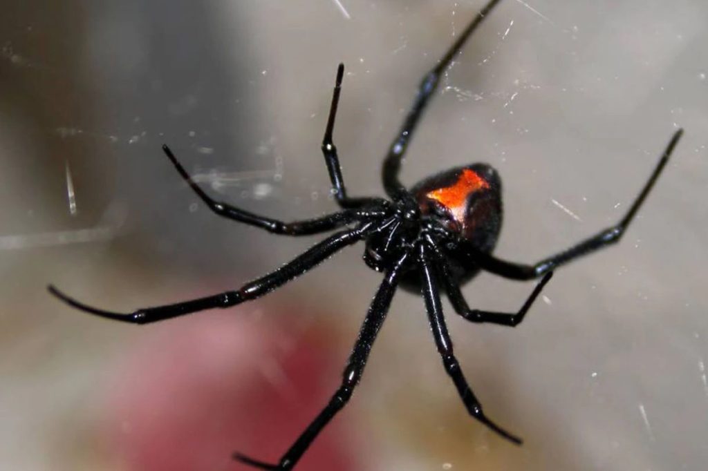 ¿Por qué la viuda negra mata al macho tras el apareamiento?