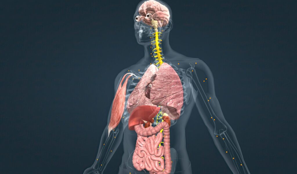 ¿En qué consiste la homeostasis?